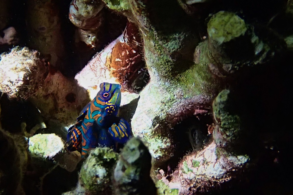 Romance In Bali: An Evening With Mandarinfish